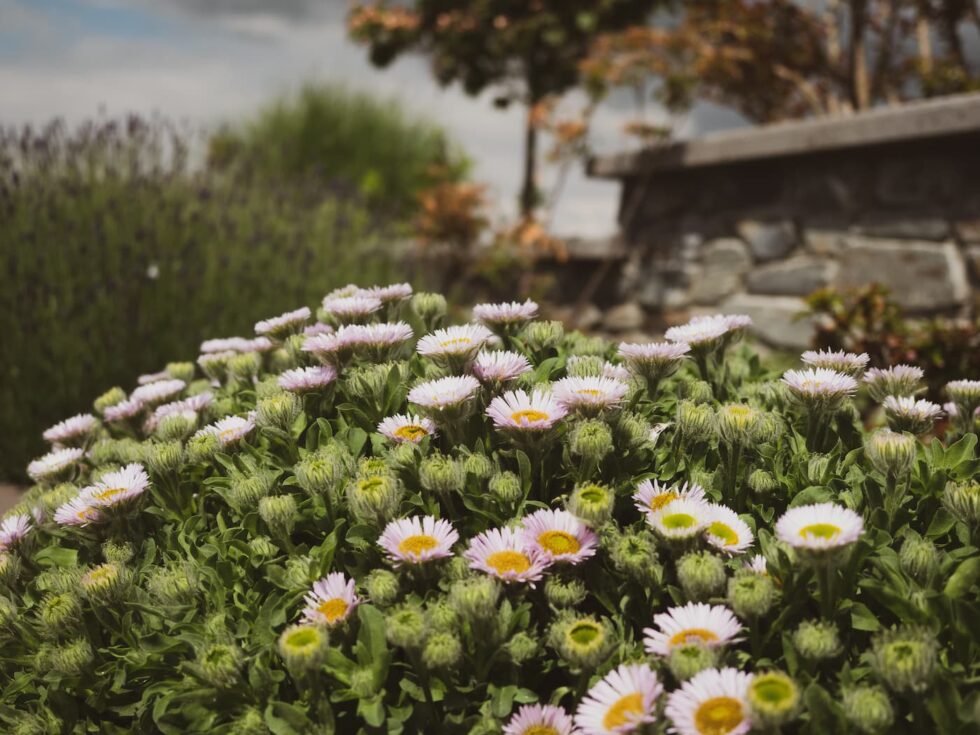 Everything You Need to Know About Organic Fertilizers - Farm to Garden ...