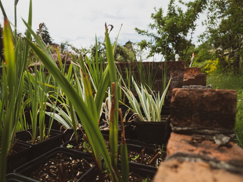 How to Build Healthy Soil for Container Gardening - Farm to Garden Organics