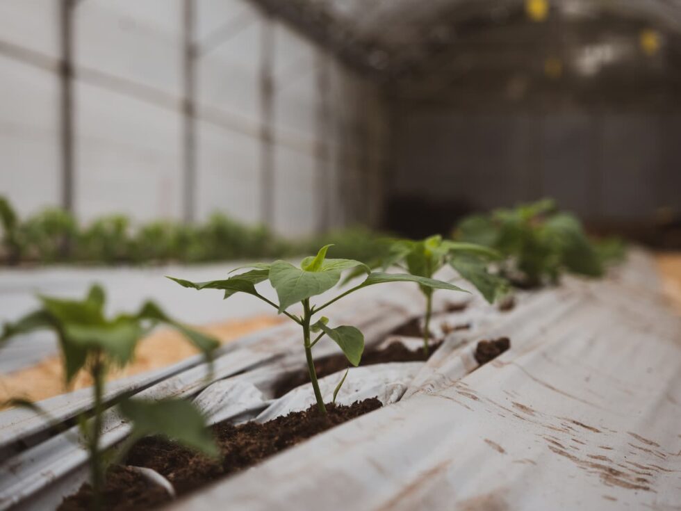 The Environmental Impact of Synthetic Fertilizers vs. Organic ...